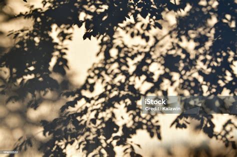 배경에 대한 흰색 벽 텍스처에 떨어지는 빛 보케 자연 잎 나무 가지와 추상 잎 그림자 배경 0명에 대한 스톡 사진 및 기타 이미지 0명 그늘 모양 Istock