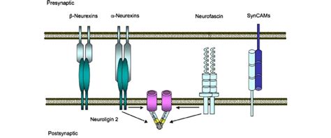 Cell Adhesion Molecules Detected At Inhibitory Synapsesneurexins