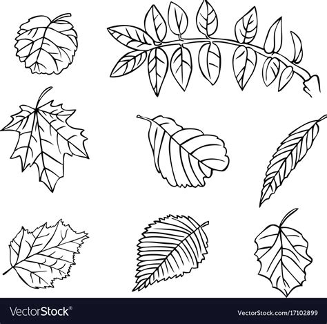 Tree Leaves Drawing Royalty Free Vector Image VectorStock