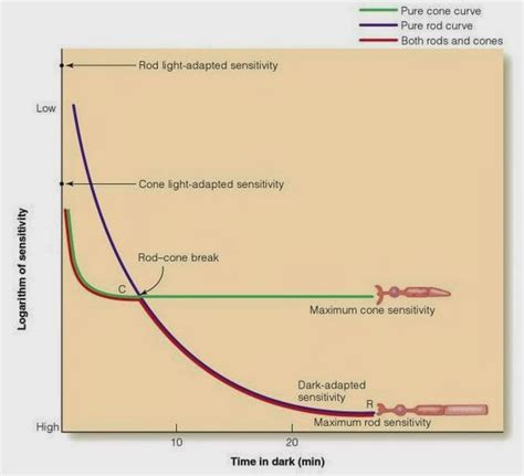 Eye Opener Physiology Adaptation To Light And Dark