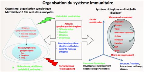 Représentation Schématique De Lorganisation Biologique Download