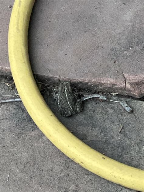 Identify This Toad Please R Toads