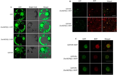 Subcellular Localization Of Zmakinβγ And P8 In Planta A Subcellular