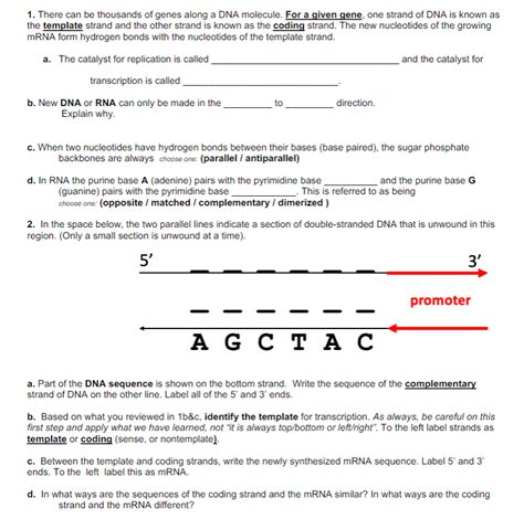 A Part Of The DNA Sequence Is Shown On The Bottom Chegg