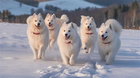 Samoyed Names 200 Adorable Options For Your Fluffy Friend