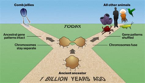 Genetic Research Offers New Perspective On The Early Evolution Of