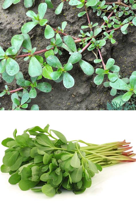 Default Here Is Why You Shouldnt Kill Purslane In Your Garden Mental