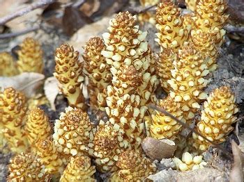 Squaw S Root Nature Guys