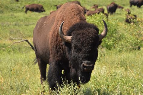 Wood Buffalo National Park Canadian Museums