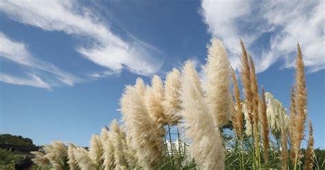 가을 하늘과 팜파스그라스