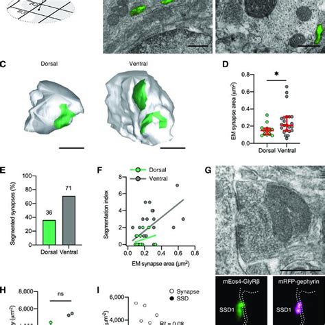 Quantitative Super Resolution Correlative Light And Electron Microscopy Download Scientific