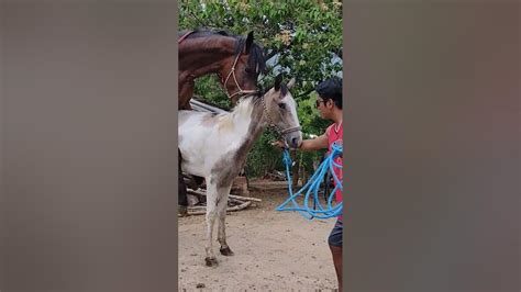 Caballo Warlander Cubriendo Yegua Youtube
