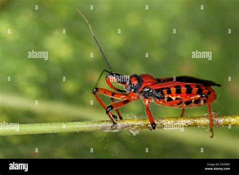 Assassin Bug