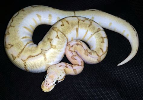 Bumblebee Ball Python