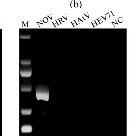 Assessment Of Primer Pairs For Reverse Transcription Recombinase Aided Download Scientific