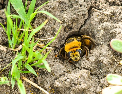 Ground Nesting Bees Are Pretty Important