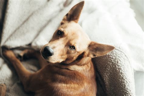 Overnight Oats Receta Fácil Y Saludable Para Los Amantes De La Avena