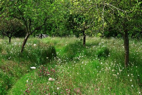 Wildflower Meadow