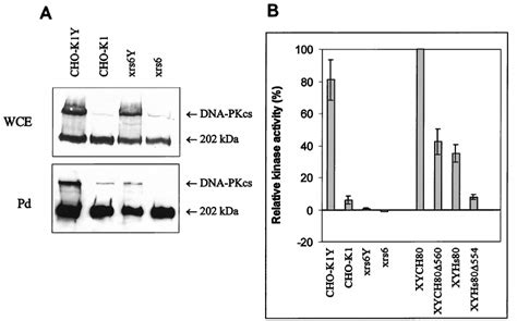 interaction of dna pkcs with dna and dna pk activity in the absence of