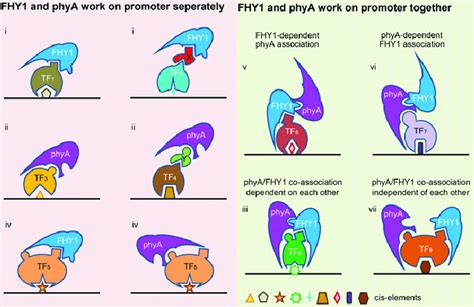 A Working Model Illustrating That Phya And Fhy1 Can Either Uniquely Or Download Scientific