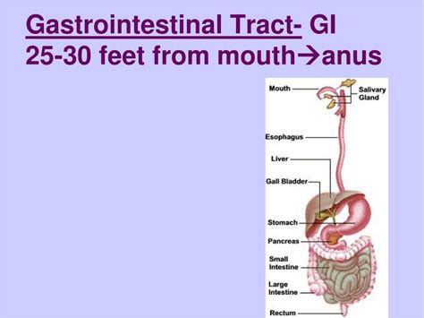 Protein Digestion From Mouth To Anus At Michael Dittmer Blog