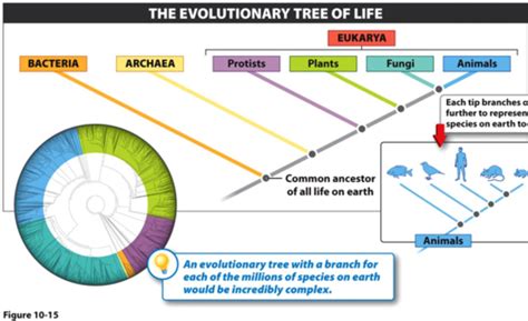 Bacteria Protists Fungi Flashcards Quizlet