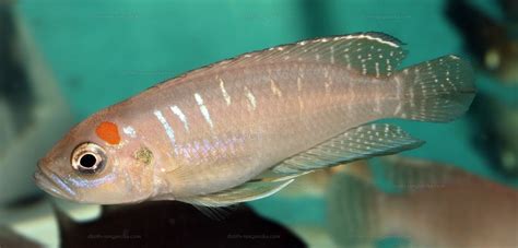 Lamprologus Brevis
