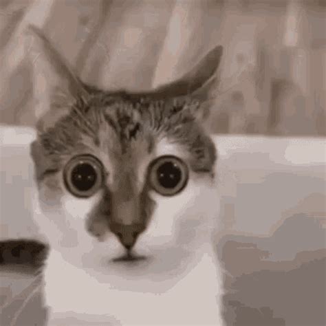 Cat Looking Around  Cat Looking Around Nervous Discover And
