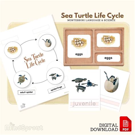 Life Cycle Of Sea Turtle Montessori Language Material Turtle Life Cycle