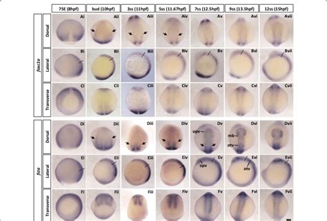 Spatio Temporal Expression Of Cranial Paraxial Mesoderm Marker Genes Download Scientific
