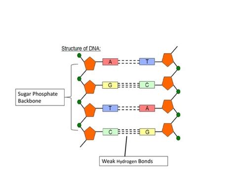 Hhb 12 Structure And Replication Of Dna Flashcards Quizlet