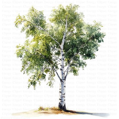 Forest Birch Trees Clipart 5 High Quality S Digital Download