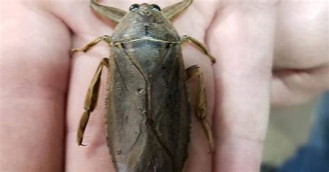 Giant Water Bug Toe Biter Album On Imgur