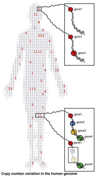 Gene Quantificationinfo