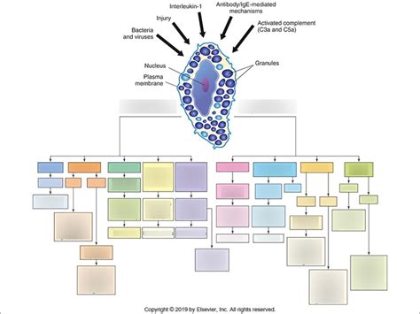 Innate Immunity Part Figure Diagram Quizlet