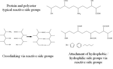 Modification Of Proteins And Polysaccharides By Crosslinking Or Download Scientific Diagram