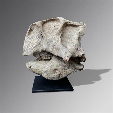 Sold Price Dinosaur Skull Psittacosaurus May 6 0121 1200 Pm Edt