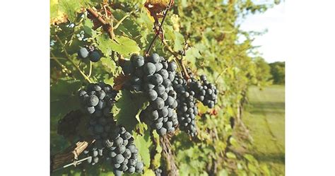 С какви химични вещества може да се запази гроздовият сок Български Фермер