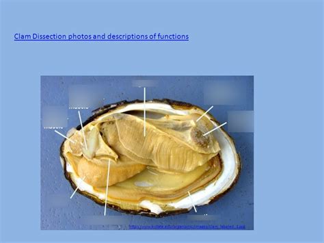 Zoology Lab Bivalve Dissection Diagram Quizlet