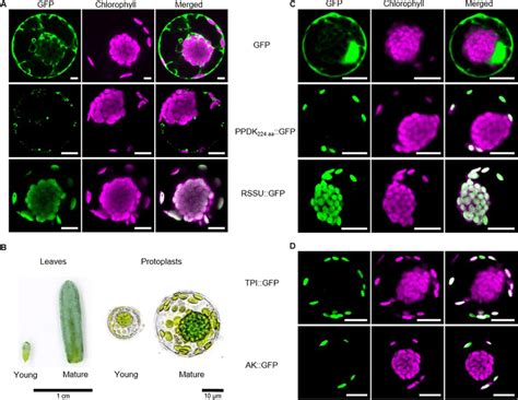 Subcellular Localization Of Chloroplast Targeted Proteins In Different Download Scientific