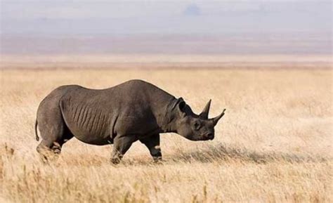 გადაშენების პირას მყოფი 10 უმნიშვნელოვანესი ცხოველი