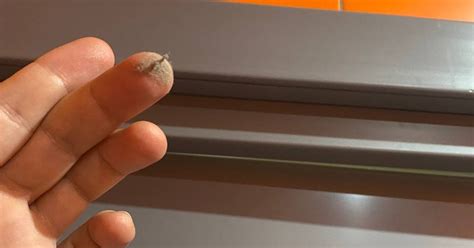 Пыль и грязь в пиццерии с клинером — Teletype