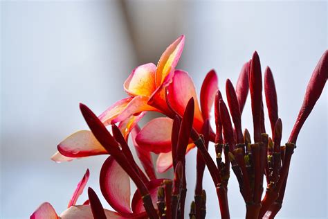 Frangipani Flower Nature - Free photo on Pixabay - Pixabay