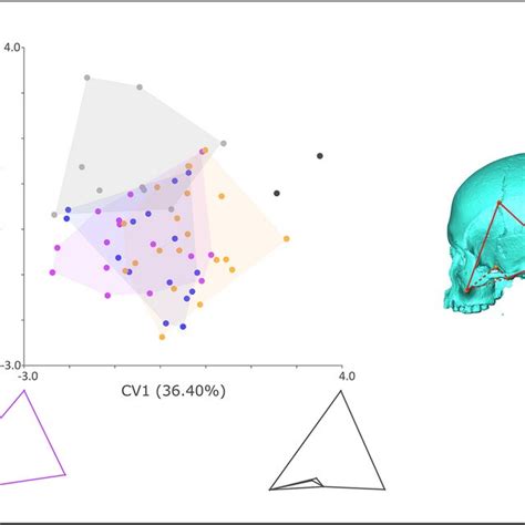 Left Cva Showing Neurocranial Shape Variation Amongst Dietary Groups