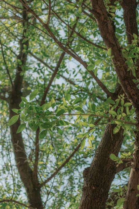 가지 경치 경치가 좋은 계절 광합성 그늘 나무 나무 껍질 나무 줄기 나무 캐노피 나뭇잎 녹색 녹지 밝은 봄 생체 생태 성장 수직 쐈어 숲