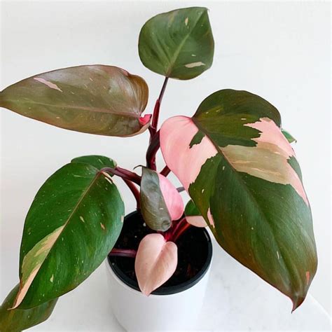 Philodendron Pink Princess A Growers Guide Botgarden
