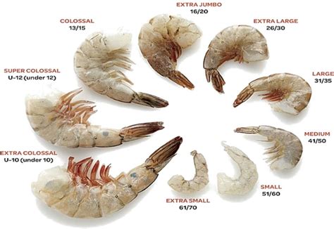 Classification Of Shrimp And Prawns At Julio Heidenreich Blog