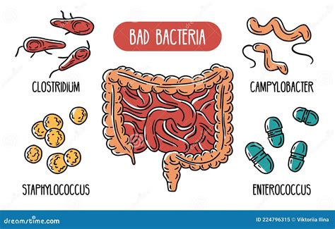 Vector Infographics Of The Bad Human Gut Bacteria 224796315