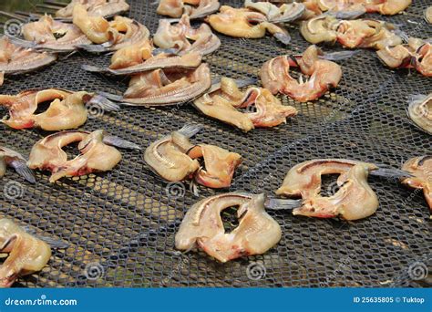 Striped Snakehead Fish Drying Stock Image Image Of Traditional