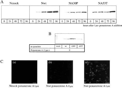 Figure 2 From α Synuclein Affects The Mapk Pathway And Accelerates Cell